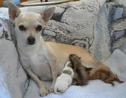 Grinilda Gutierrez: Ciclo de fecundación del perro.