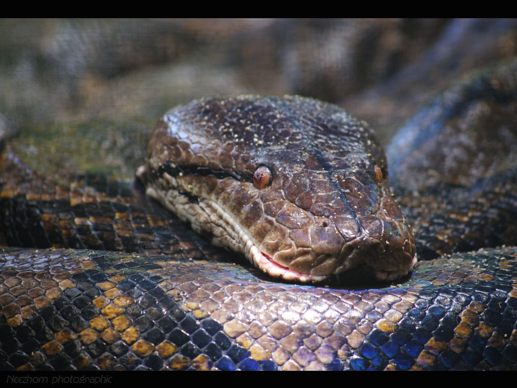 Cara Ular sawa menyelesaikan hidangan | Bally.Da.Shoe