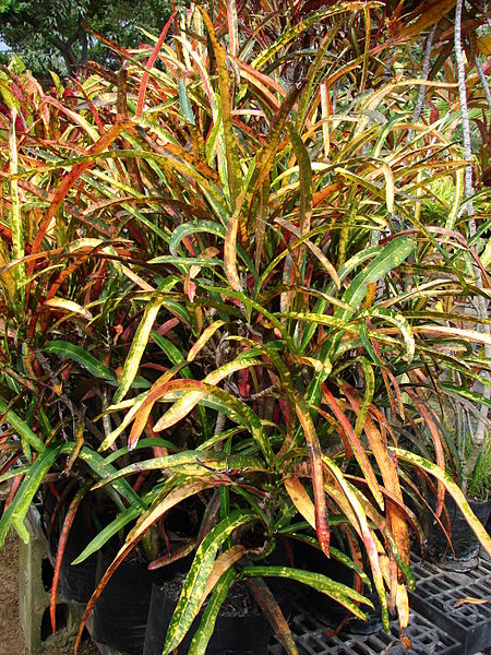 Codiaeum sp | Pustaka Flora | Database Tanaman Landscape