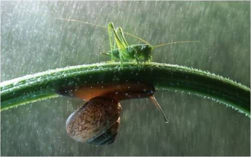 Here Comes the Rain: Insects that Come Out During Wet Season