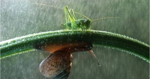 Here Comes the Rain: Insects that Come Out During Wet Season