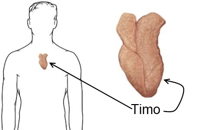 Ciências - 8º Ano: Órgãos do Sistema Imunitário