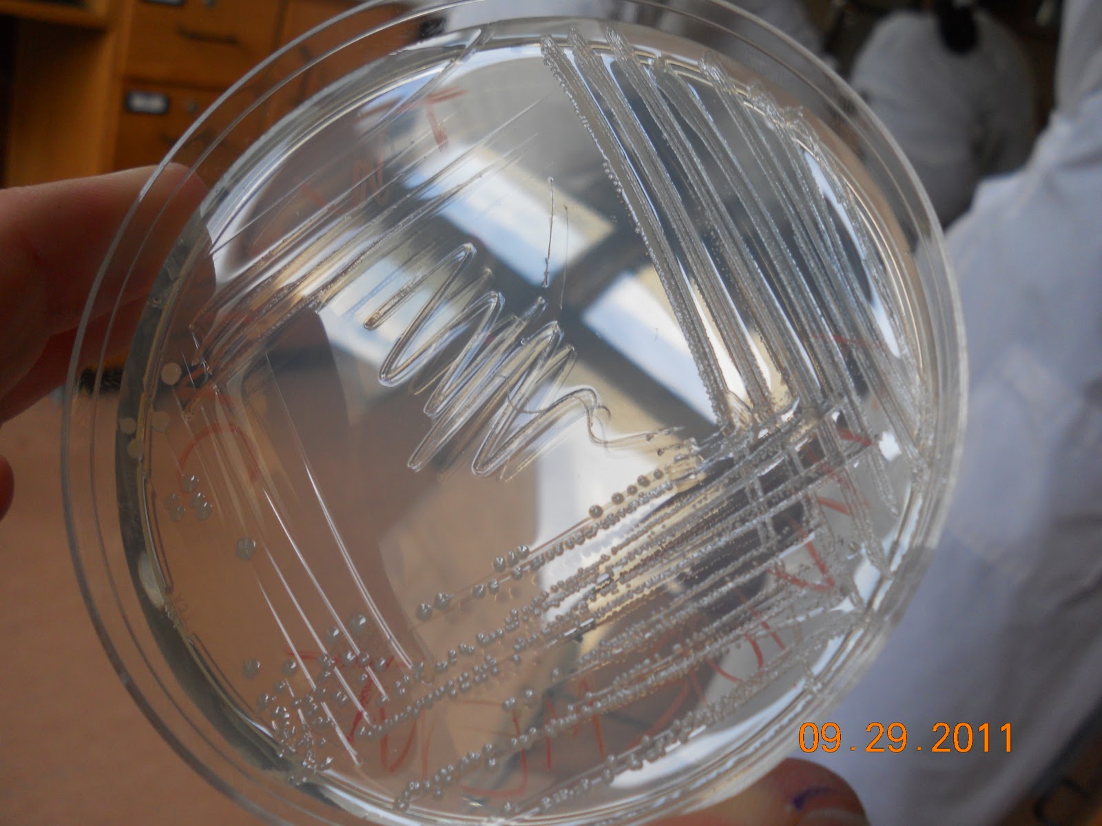 Franciscan University BIO 217 Microbiology Lab