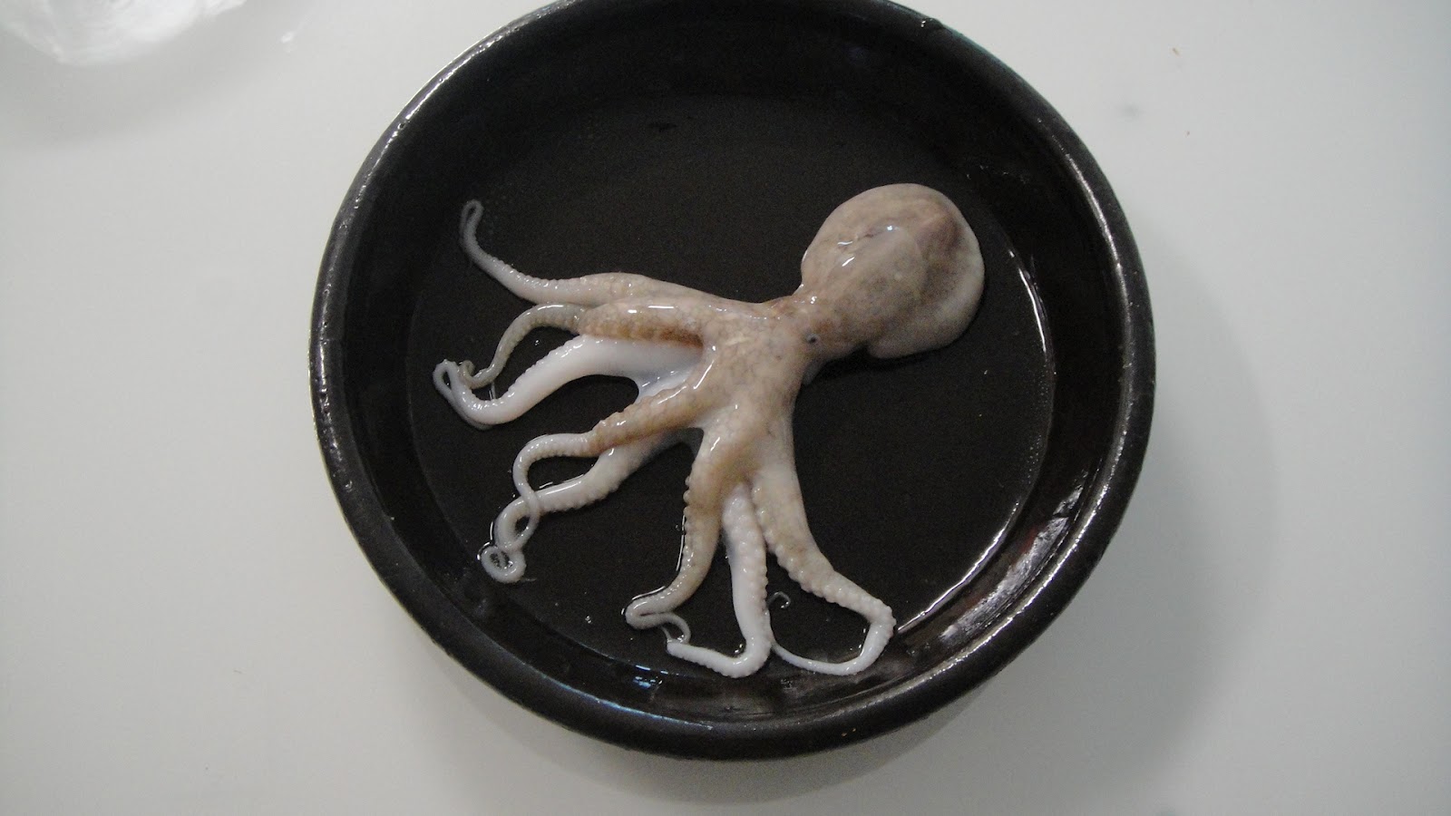 Kimchi House: 辣酱八爪鱼/Webfoot Octopus With Red Pepper Sauce/주꾸미볶음