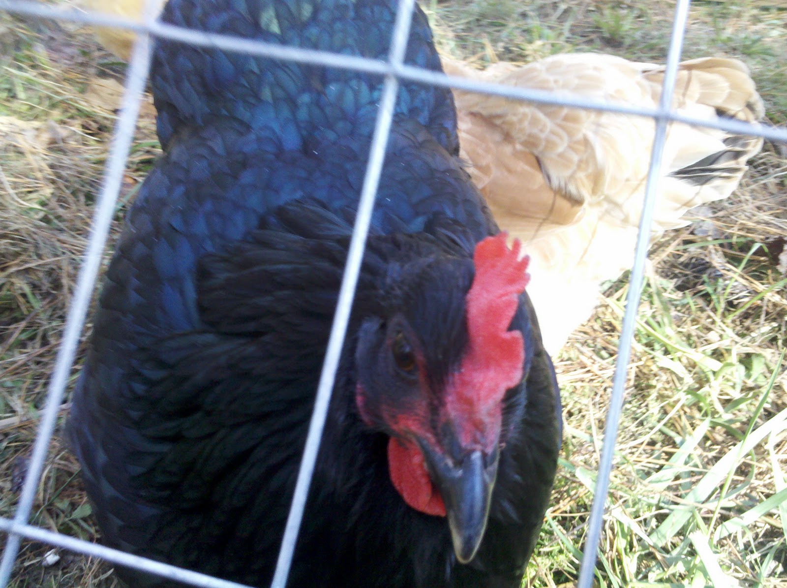 Piedmont Home Vegetable Garden: Chicken Chatter: Meet the chickens