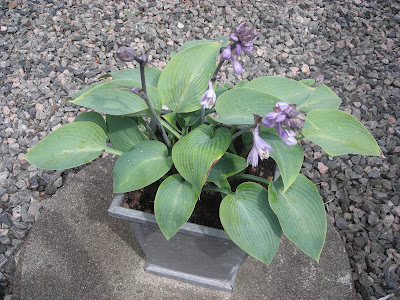 mit lille gods: Hosta i min have!