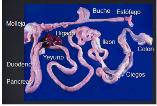 agropecuarias: pre informe del sistema digestivo en aves