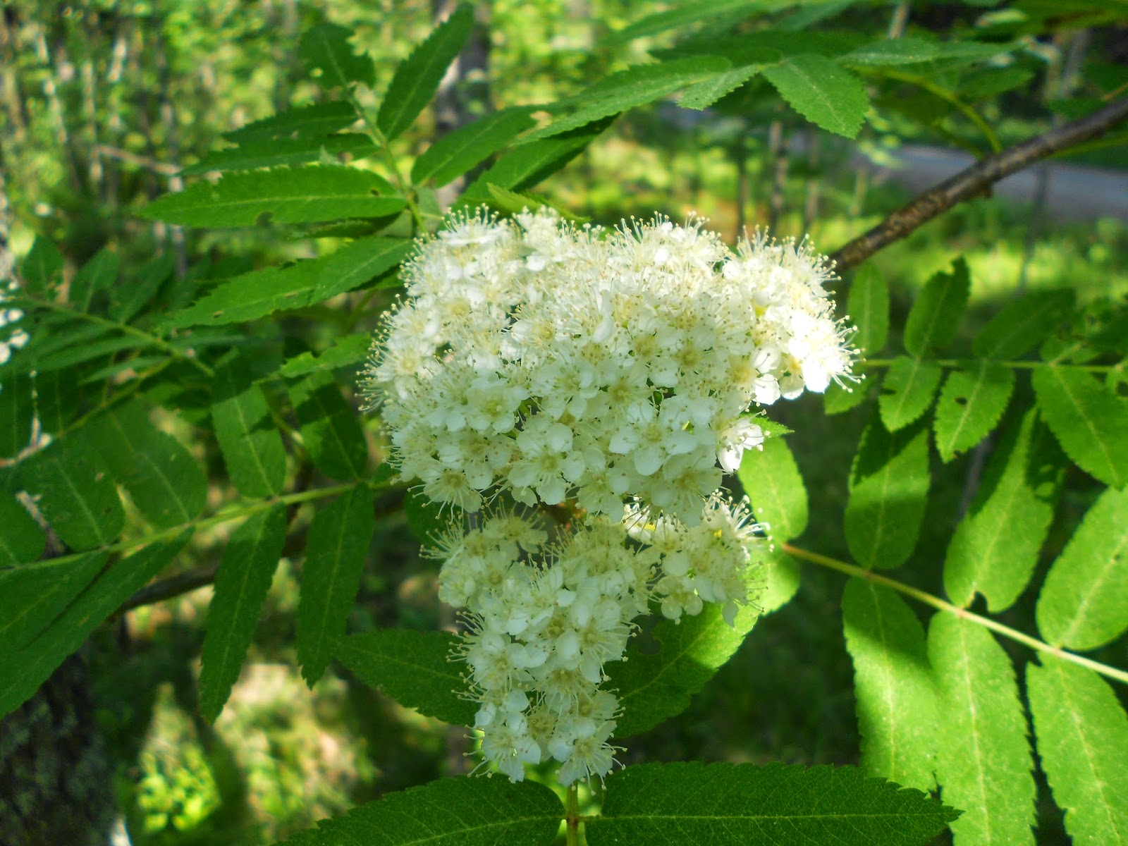 Kasvio: Pihlaja - Sorbus aucuparia