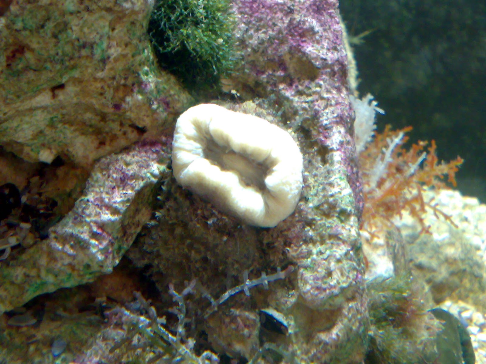 aqua-biotopes: Saltwater Biotope Aquarium