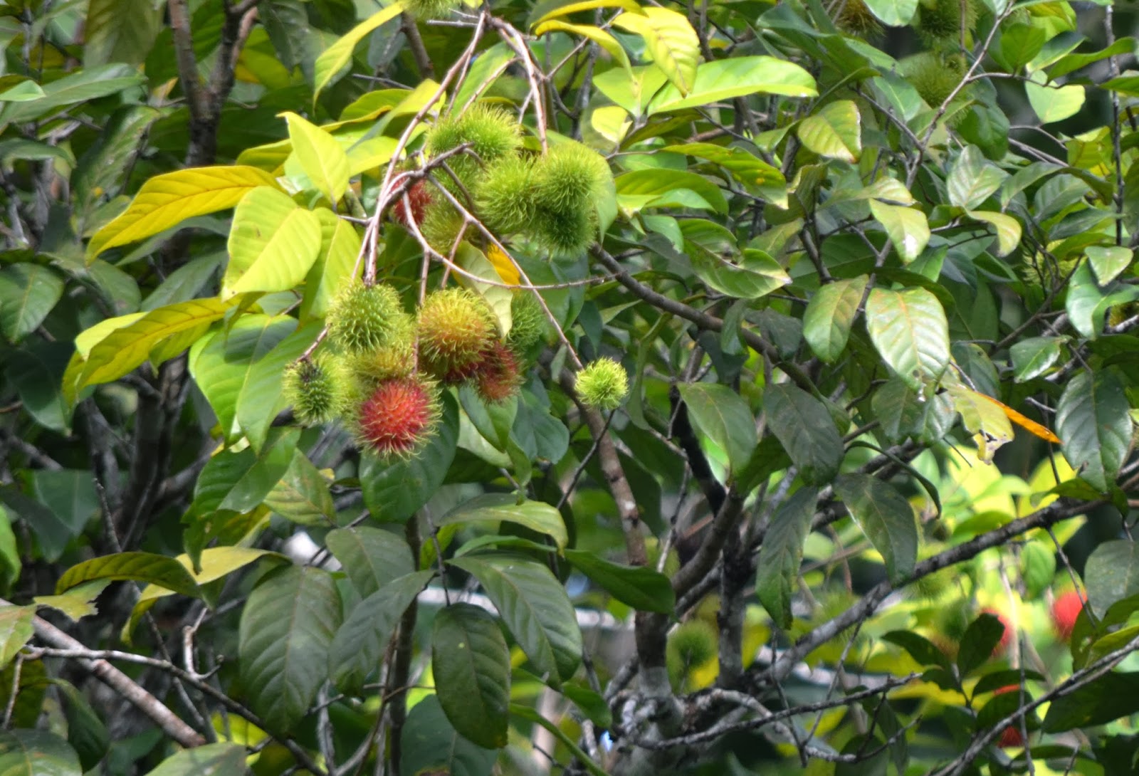 The Kambatik Park, Bintulu.: Exotic fruits