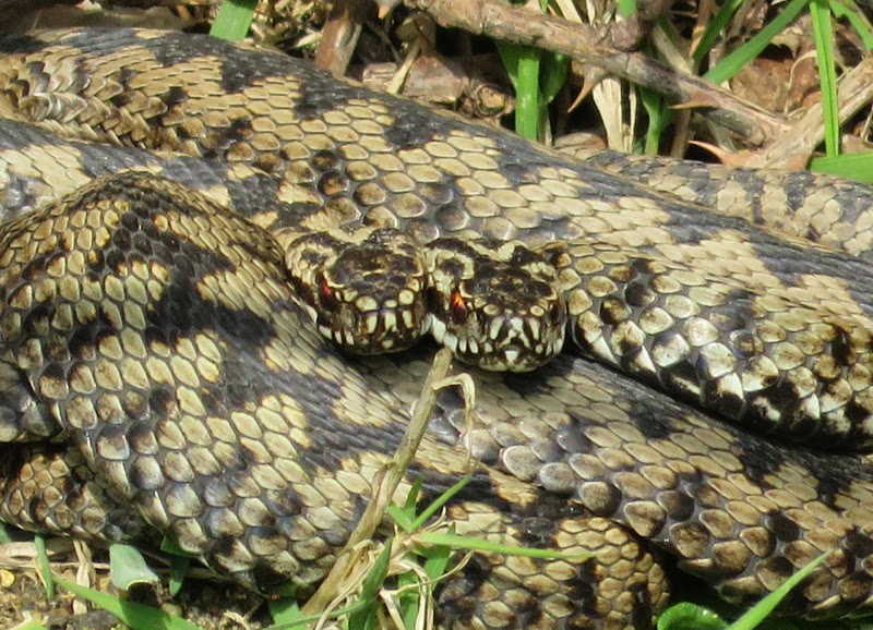 MERSEA WILDLIFE: DOUBLE-HEADER