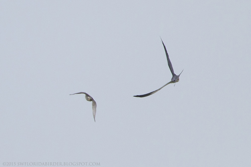 SWFloridabirder: Cooper's Hawk vs. Swallow-tailed Kite