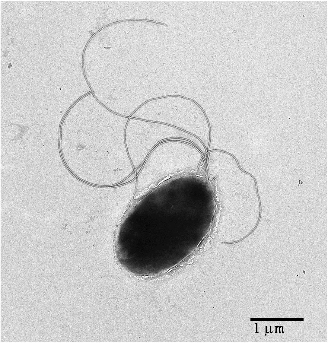 GM3_Diversitat de microorganismes i aplicacions: Pseudomonas putida