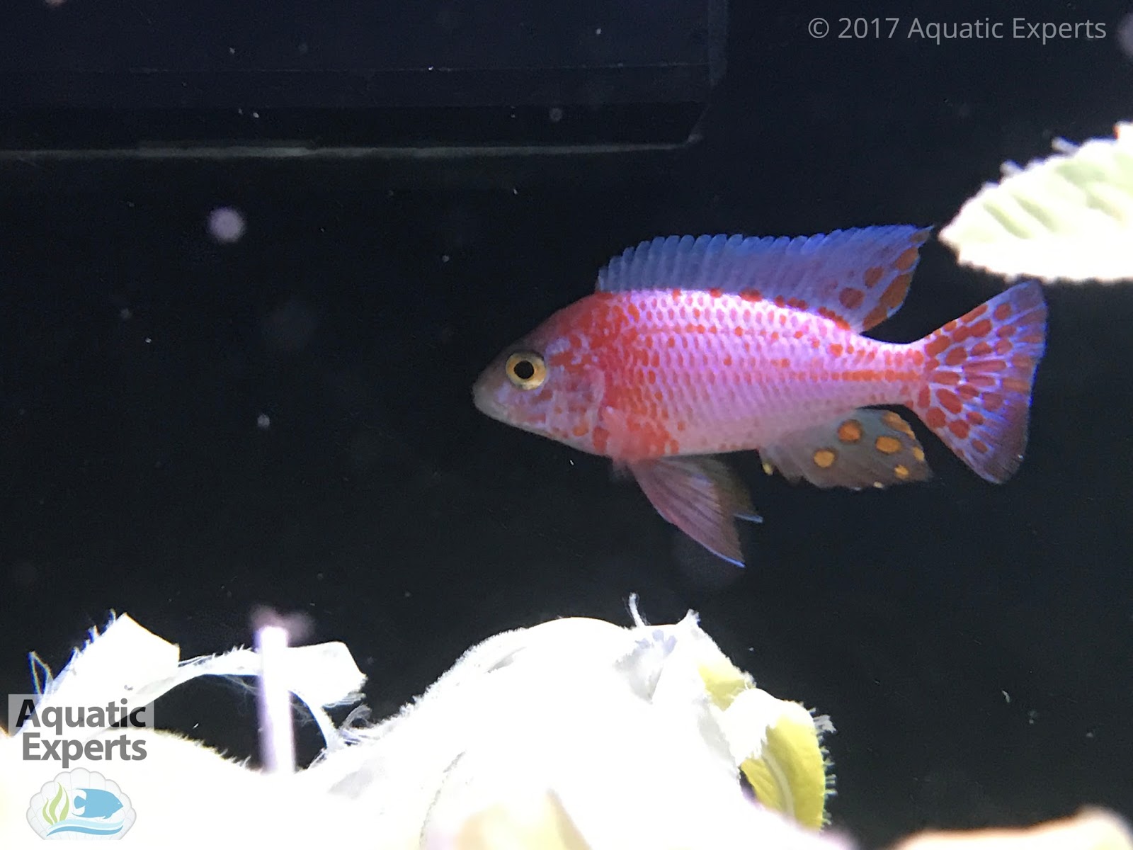 Aquatic Experts - Aquarium Tips and Tricks