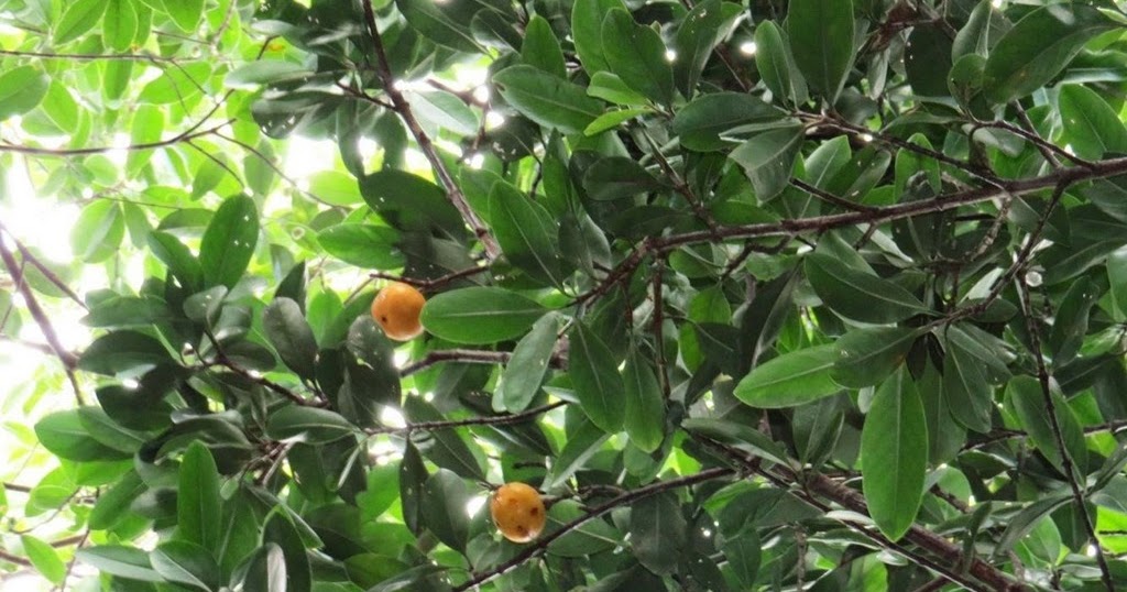 "Măng cụt rừng"- đặc sản của vùng cao - Trái cây Dũng mập