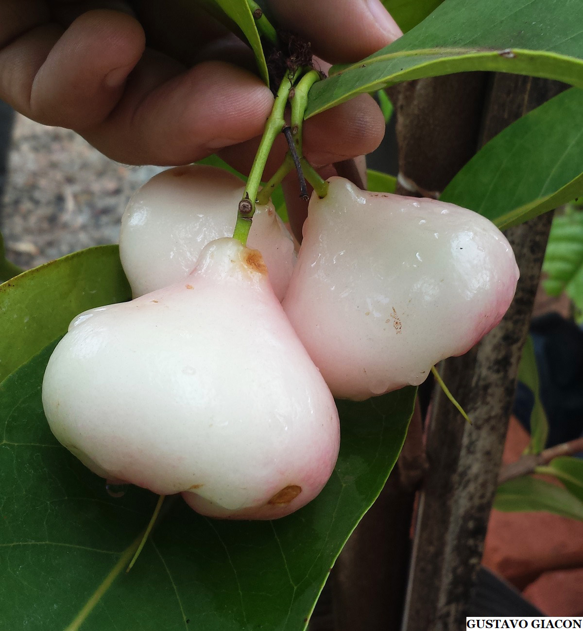 Viveiro Ciprest - Plantas Nativas e Exóticas: Jambo Sino Branco ...