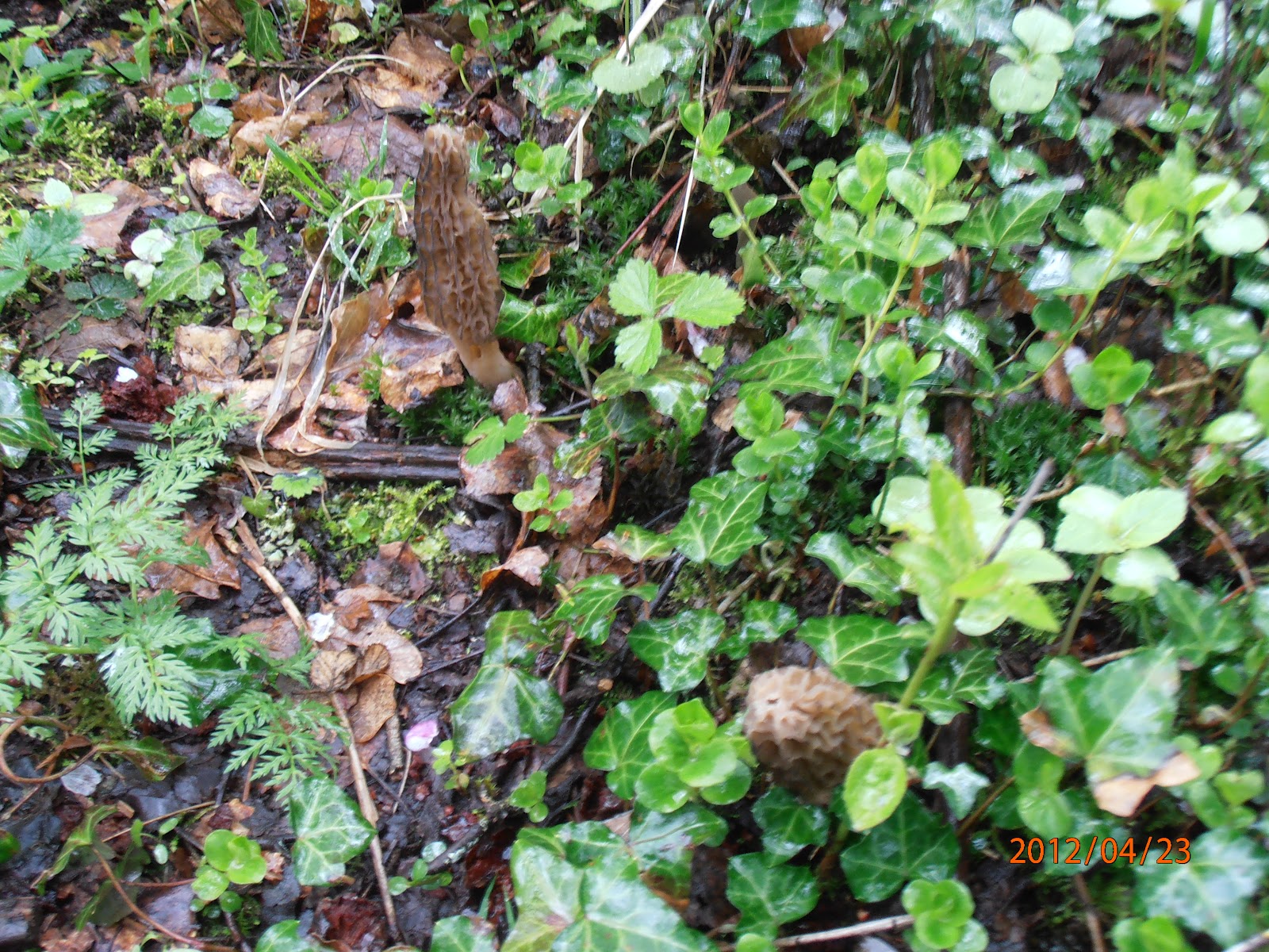 La morille conique, ça se mérite ! - Terra Morchellarum