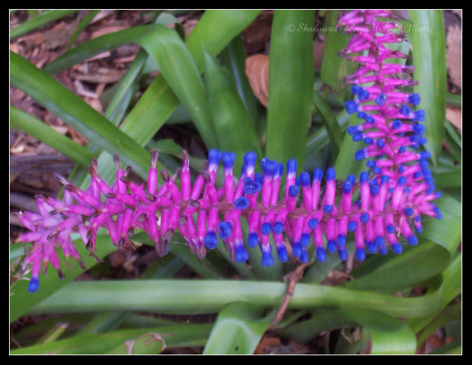 SimonBlog Major Design: Photos that look like the spine. (plants)