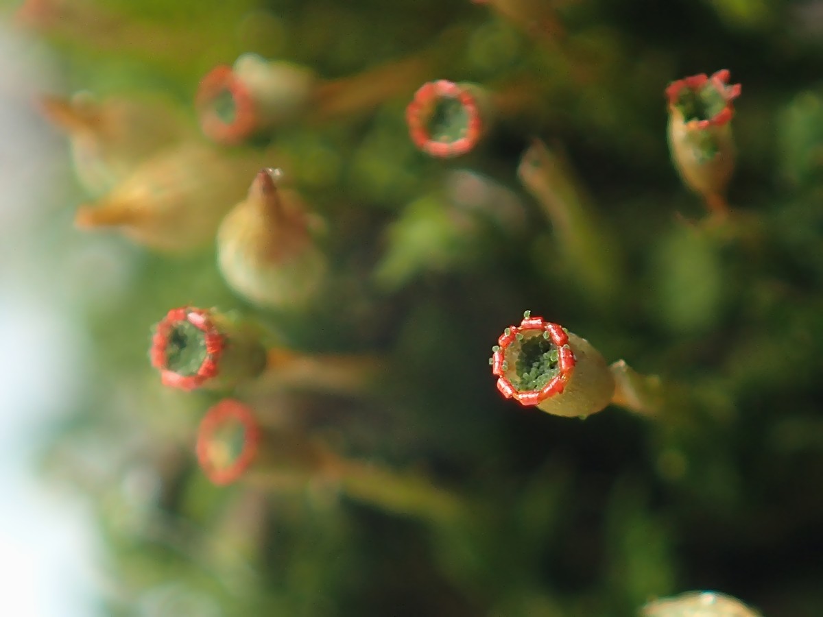 そよ風のなかで Part2: 胞子を出しているサヤゴケ