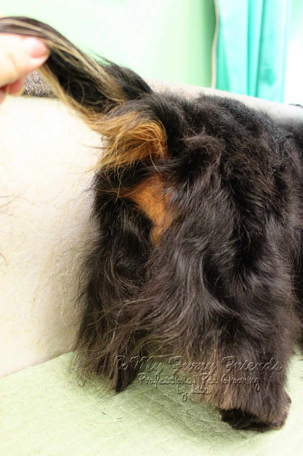 Pet Grooming: The Good, The Bad, & The Furry: Simple Trims....