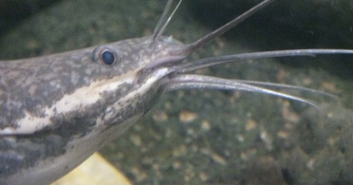 Kenyan catfish