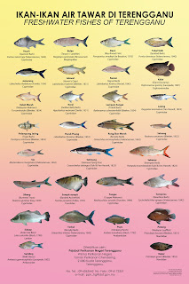 Perikanan Darat Negeri Terengganu: Poster Spesies Ikan Air Tawar ...