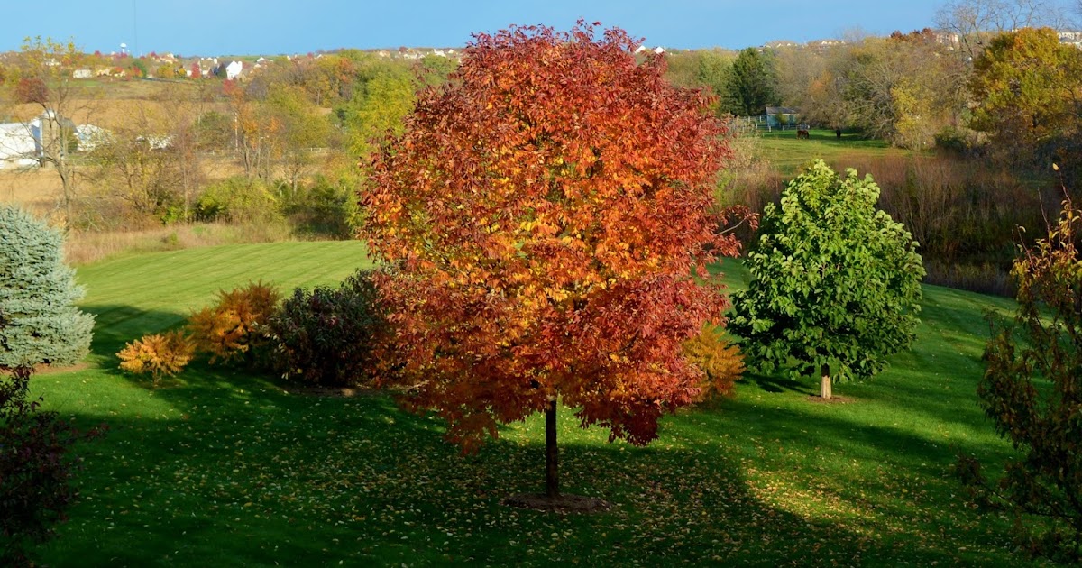 Amber Reunion: Autumn-Purple Ash