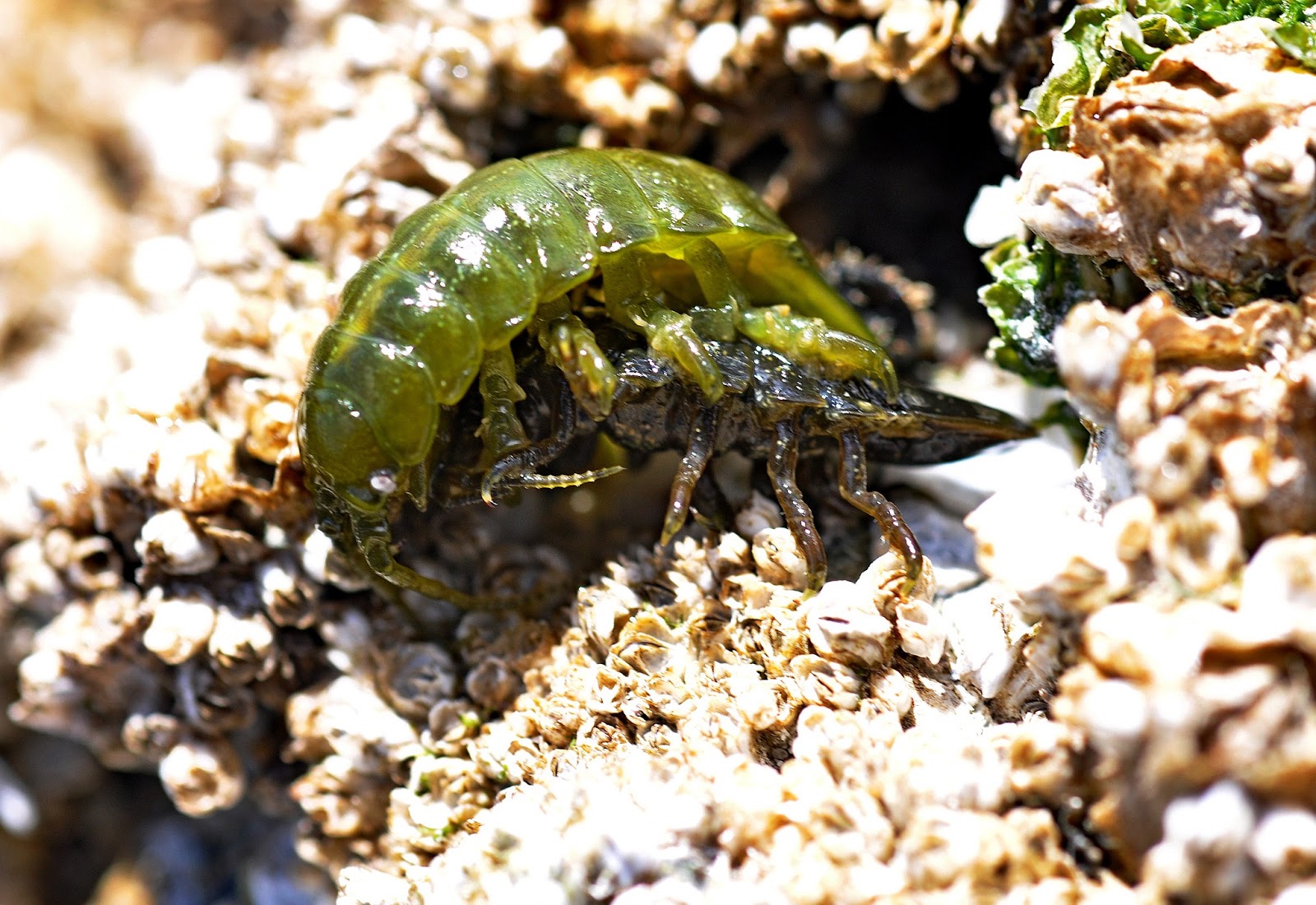 Buzz's Marine Life of Puget Sound: Eggs of the Intertidal