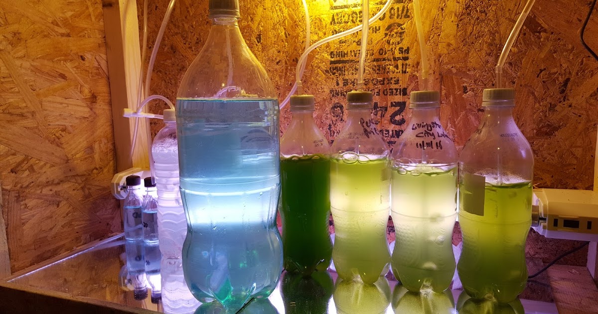 Amateur Algae culturing and cultivation : FY11012016 Front Yard Algae ...