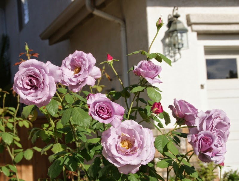 Organic Garden Dreams: August Roses
