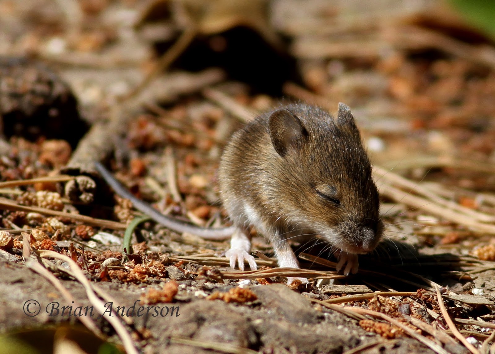 Brian's birding blog: British Wildlife