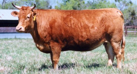 Interesting Cow Facts and Pictures | Animal Wildlife