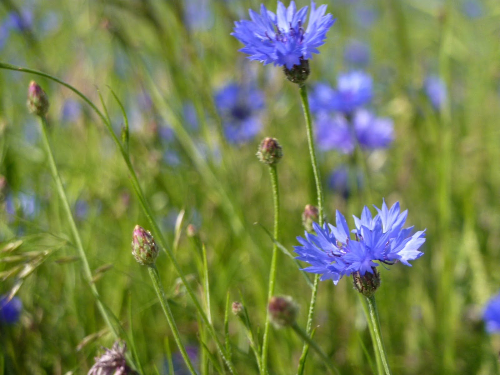 le jardin de marianne: fleurs des champs