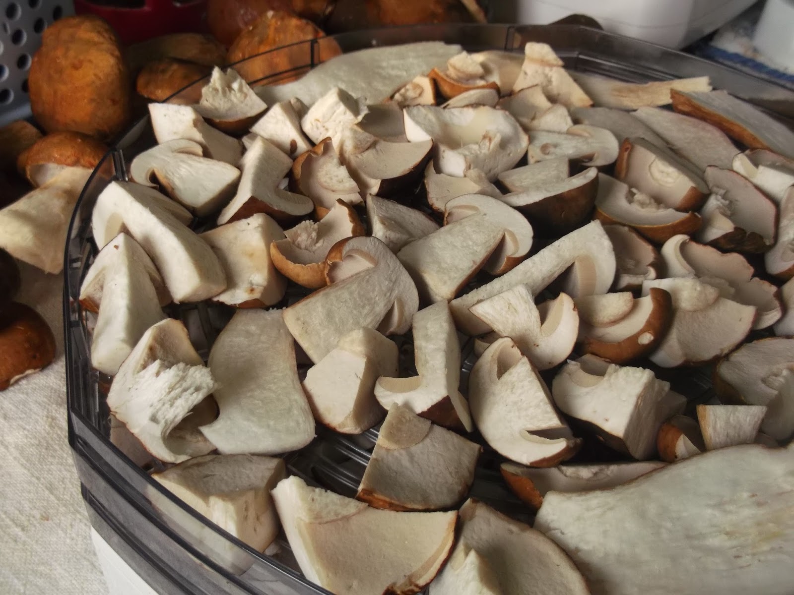 Hellena ...din bucataria mea...: Manatarci (hribi sau pitonci) uscate