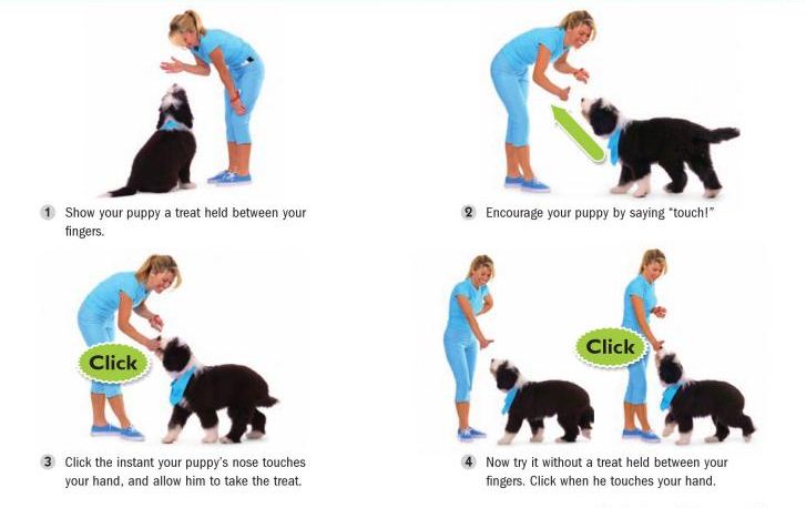 About Your Puppy: Teach It : Touch My Hand
