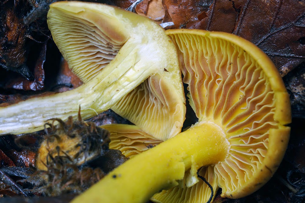 Funghi Teramani: Gymnopus peronatus (Bolton) Gray