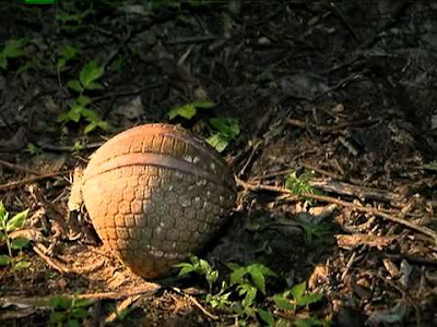 m e t a n o v e r d e: Conheça o Tatu-bola, o mascote da Copa de 2014