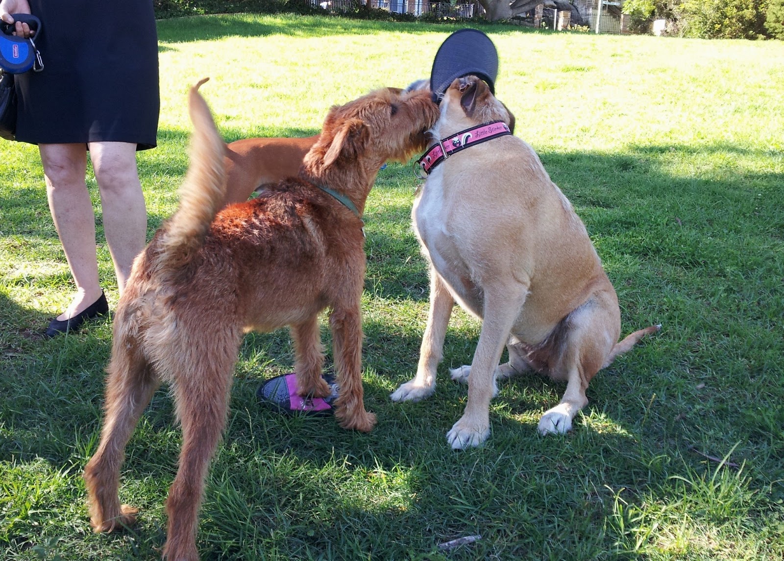 littledogsonlongleashes: The fearsome pigdog makes a stand.