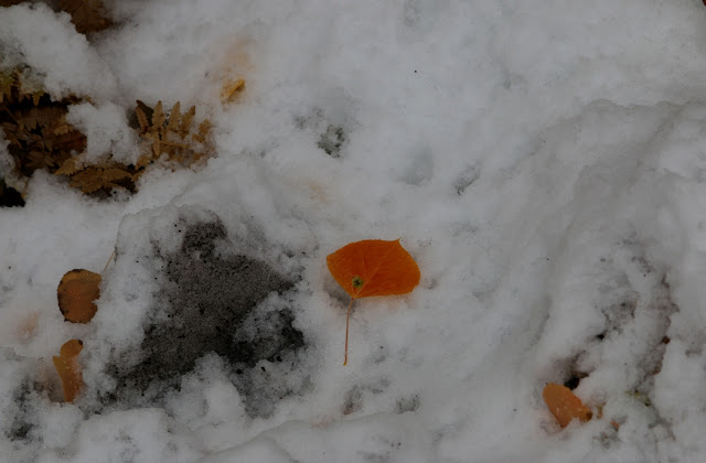 A photo, A thought............: Observation: Snow abstract....