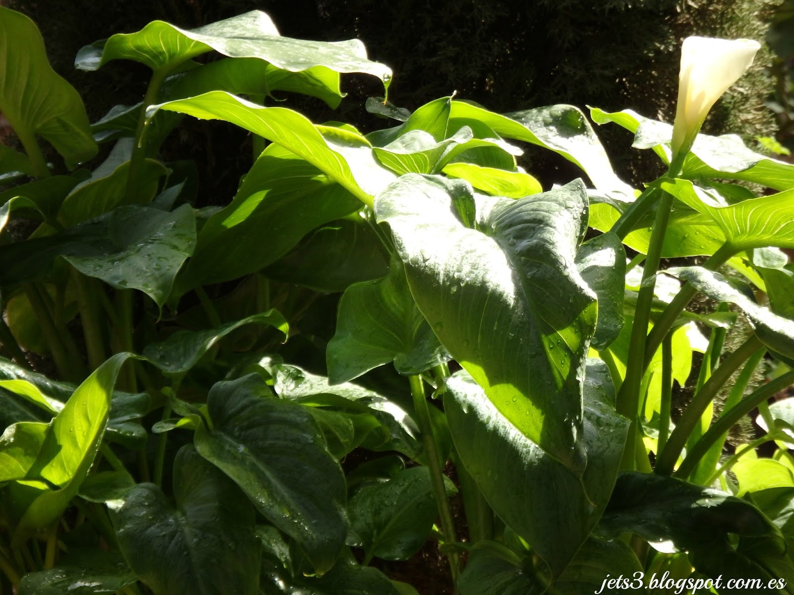 Zantedeschia Aethiopica, (Cala, Lirio de agua, Alcatraz, Cartucho etc.)