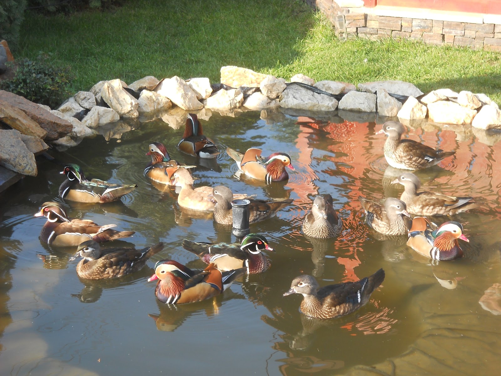 fazani ornamentali si pauni: RATE MANDARINE SI CAROLINE