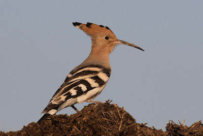 Mi jardín, mi paraíso.: Bubelas.