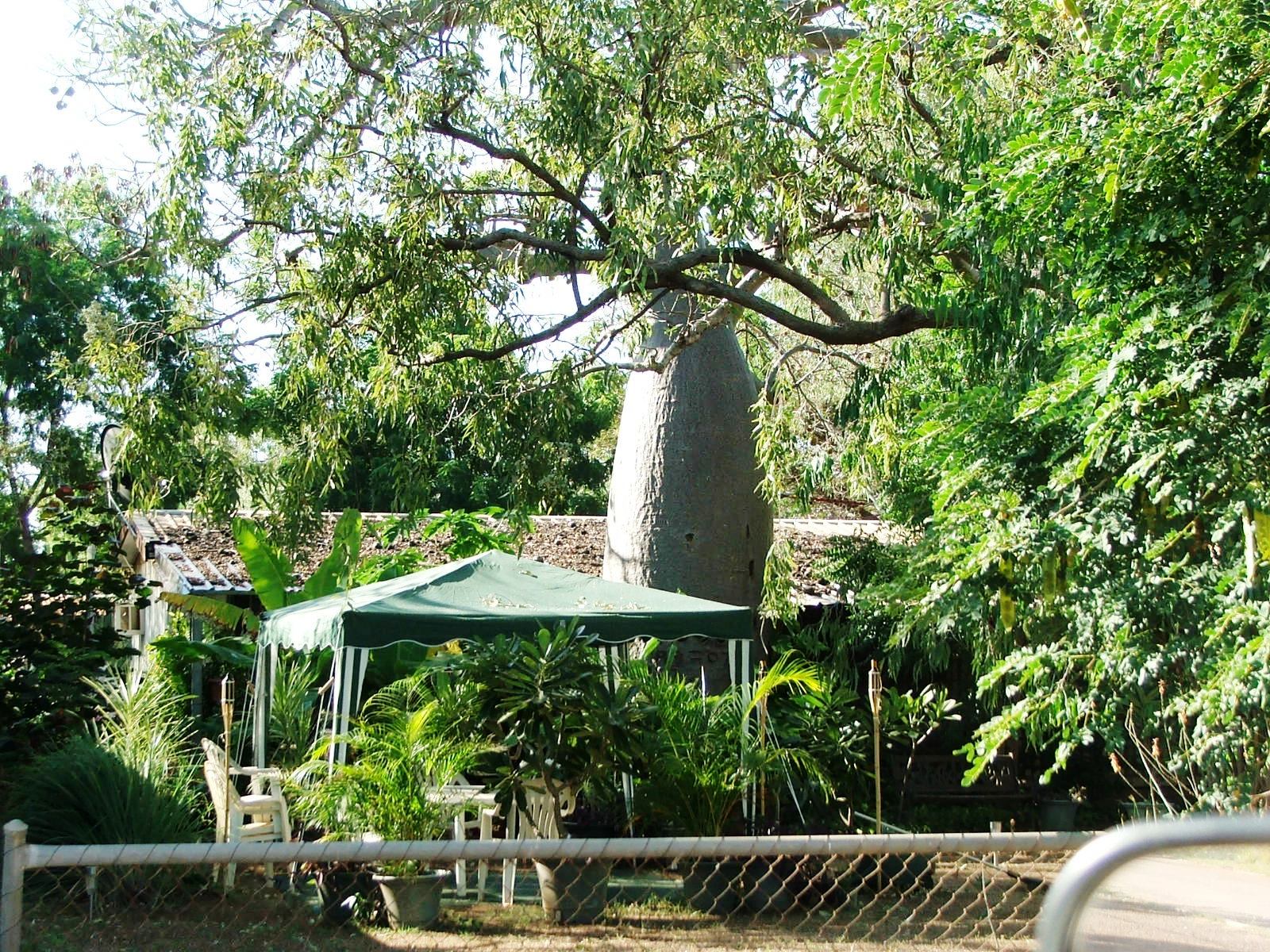 Postie and Sue: Boab Prison Tree