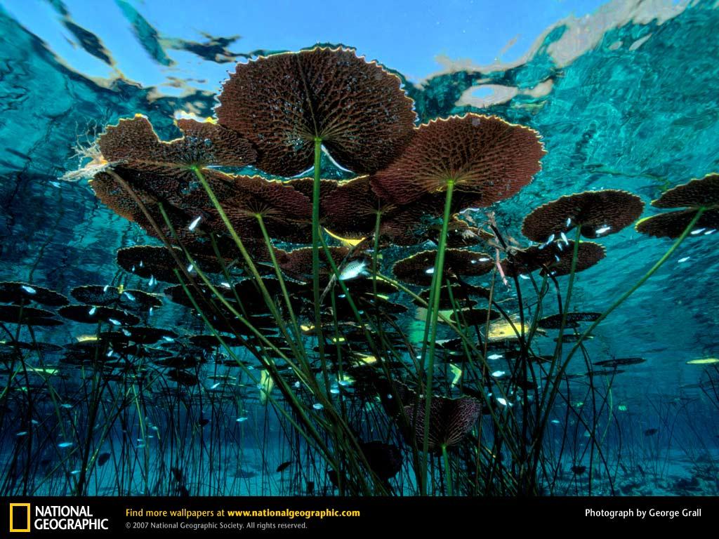 Fauna e Flora da Amazônia: A Planta Amazônica Mais Conhecida do Mundo