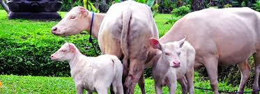 BALIKINI.NET | BERIMBANG, OBYEKTIF, BERBUDAYA