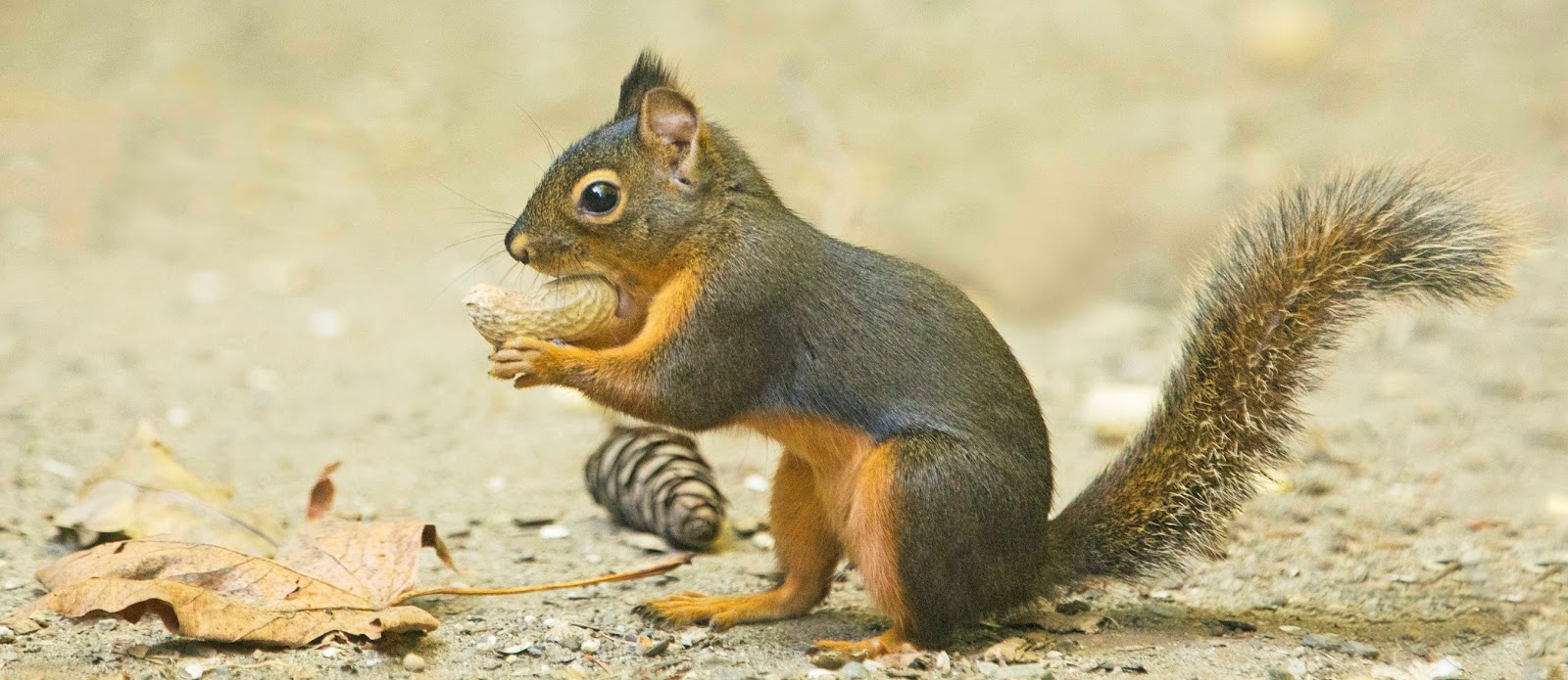 Wild creatures among us: The incomparable Douglas' Squirrel - Word comes