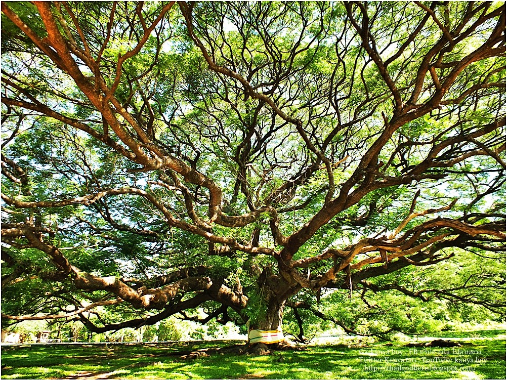 Thailand here ทริปตามใจ ไปตามทาง: ต้นจามจุรียักษ์ 100 ปี กาญจนบุรี The ...