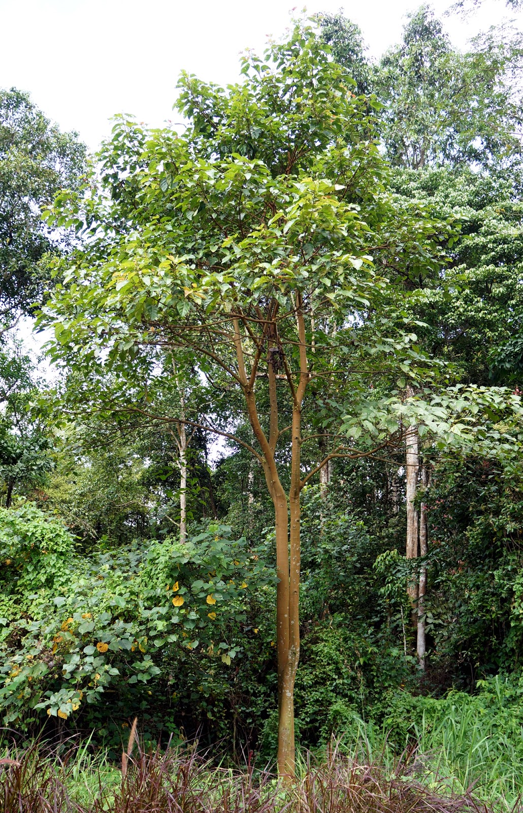 Riverine Parks: Ficus fistulosa