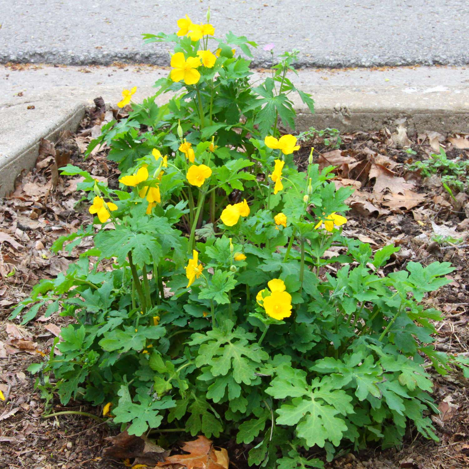 Save Our Stream: Good plants for your woodland garden