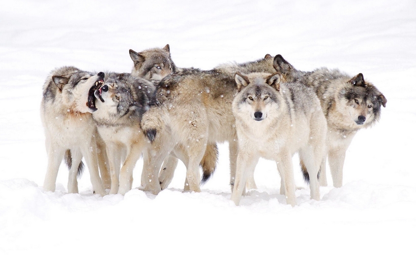 White Wolf : Jim Cumming's Stunning Photos Capture the Majestic Beauty ...